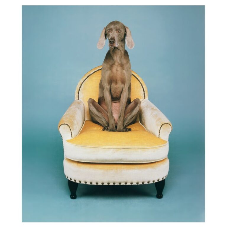 William Wegman Card Yoga – Make Designed Objects